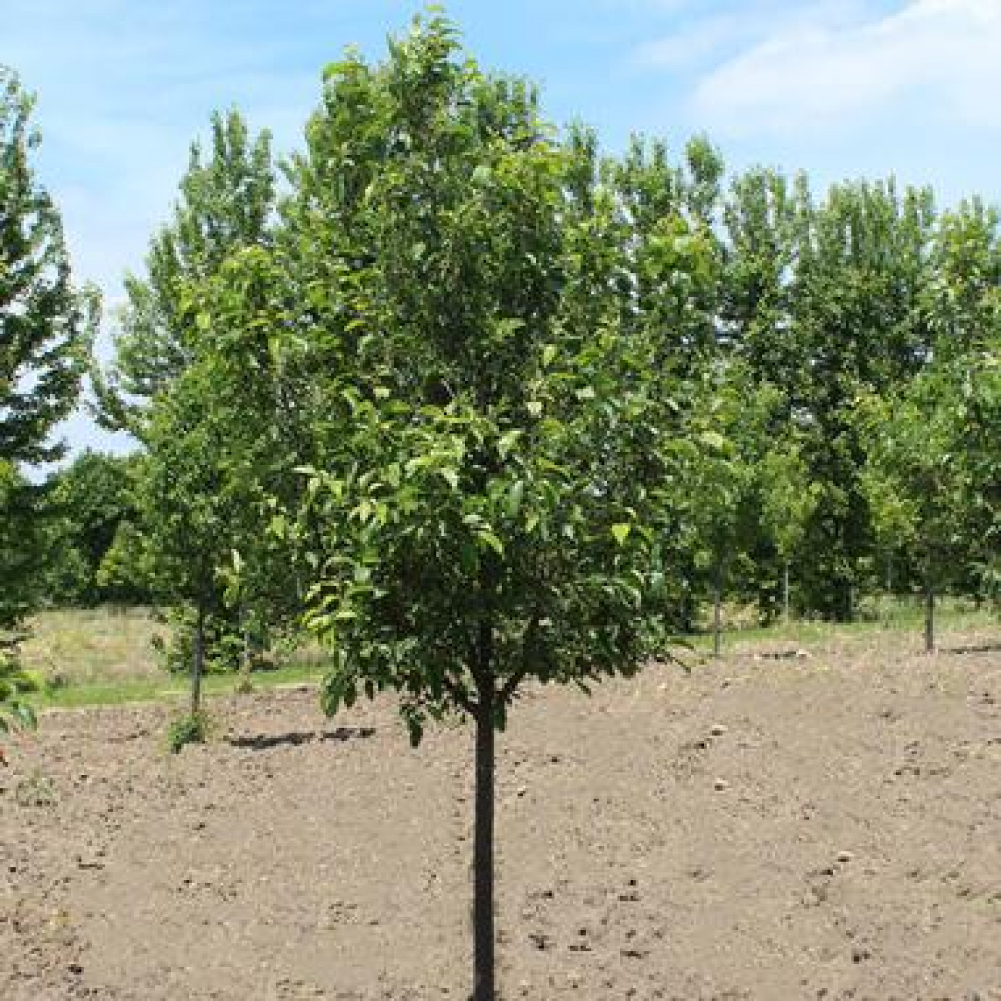 Tree Info | Shademaster Nursery