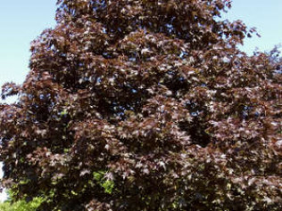 Maple Trees | Shademaster Nursery