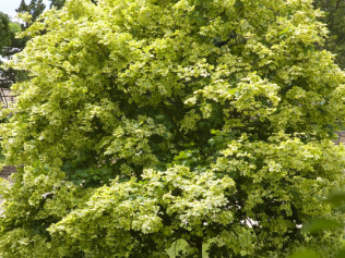 Maple Trees | Shademaster Nursery