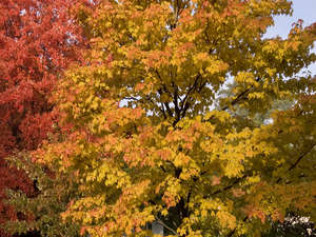 Maple Trees | Shademaster Nursery