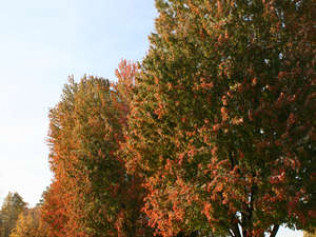 Maple Trees | Shademaster Nursery