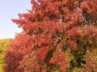 Maple Trees | Shademaster Nursery