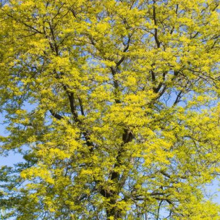 Gleditsia/Honeylocust Trees | Shademaster Nursery