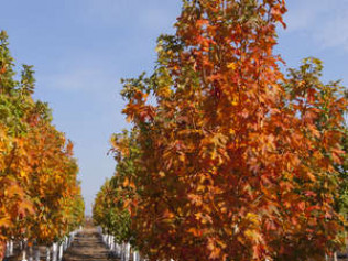 Maple Trees | Shademaster Nursery